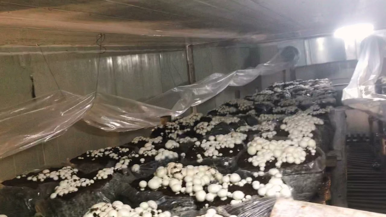 First Flush Third Day Harvesting | Hi Tech Button Mushroom Farm ...