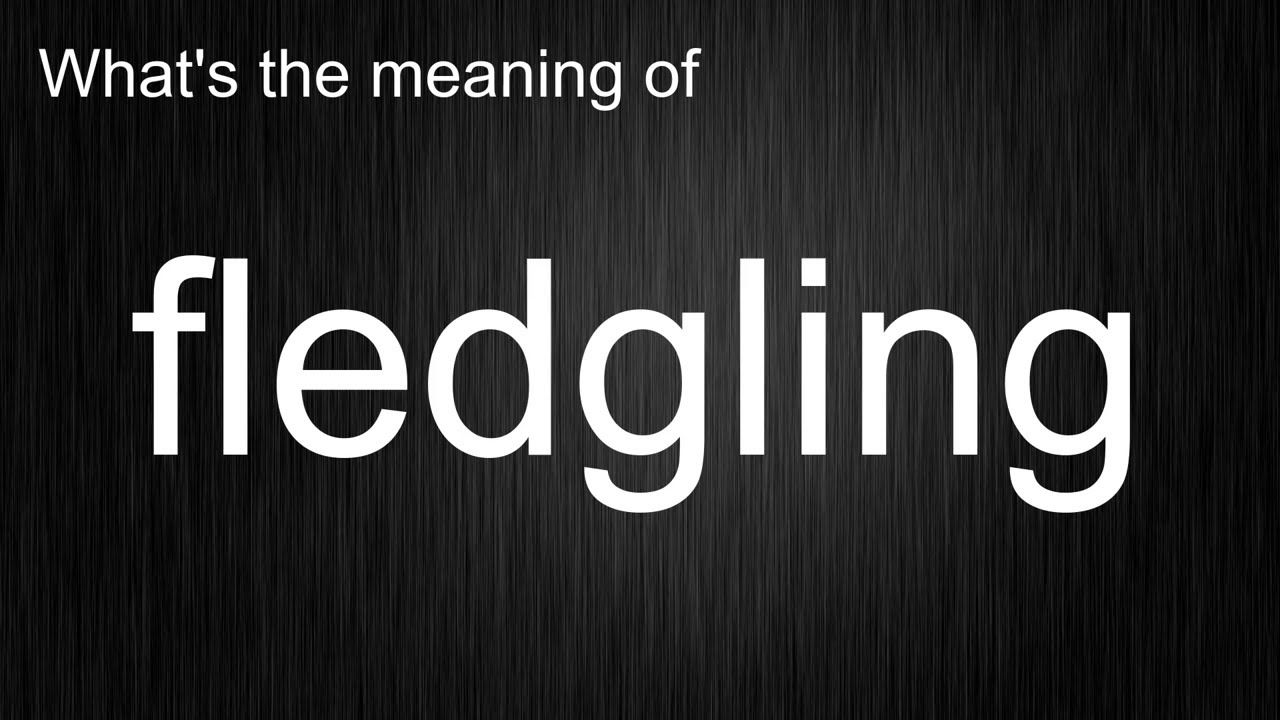 What's the meaning of "fledgling", How to pronounce fledgling? - YouTube