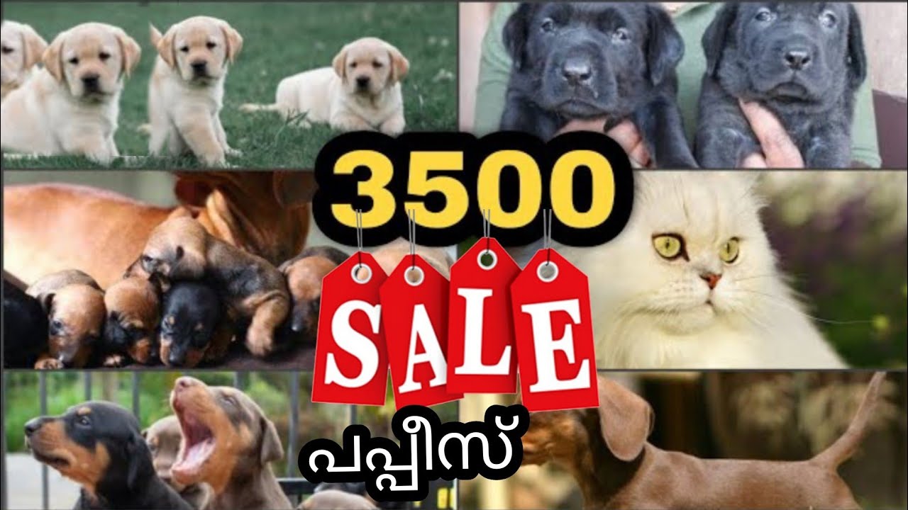 Puppies available in low Price 🔥 | Labrador | Doberman | Dachshund ...