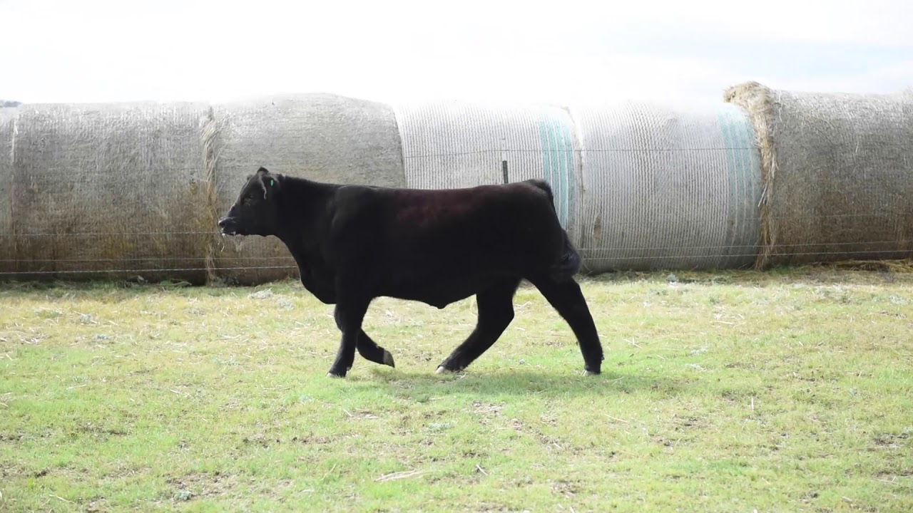 Hockaday Cattle Company - Tag 16 - YouTube