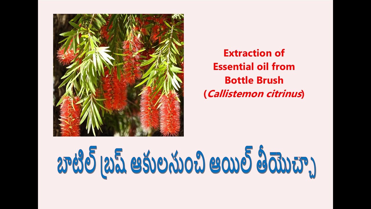 Essential oil extraction by Hydro distillation method - YouTube