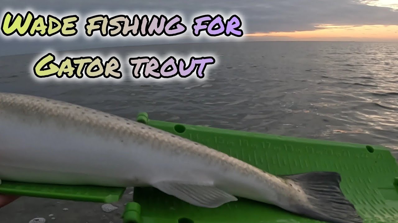 BEST WAY TO TARGET BIG TROUT - YouTube