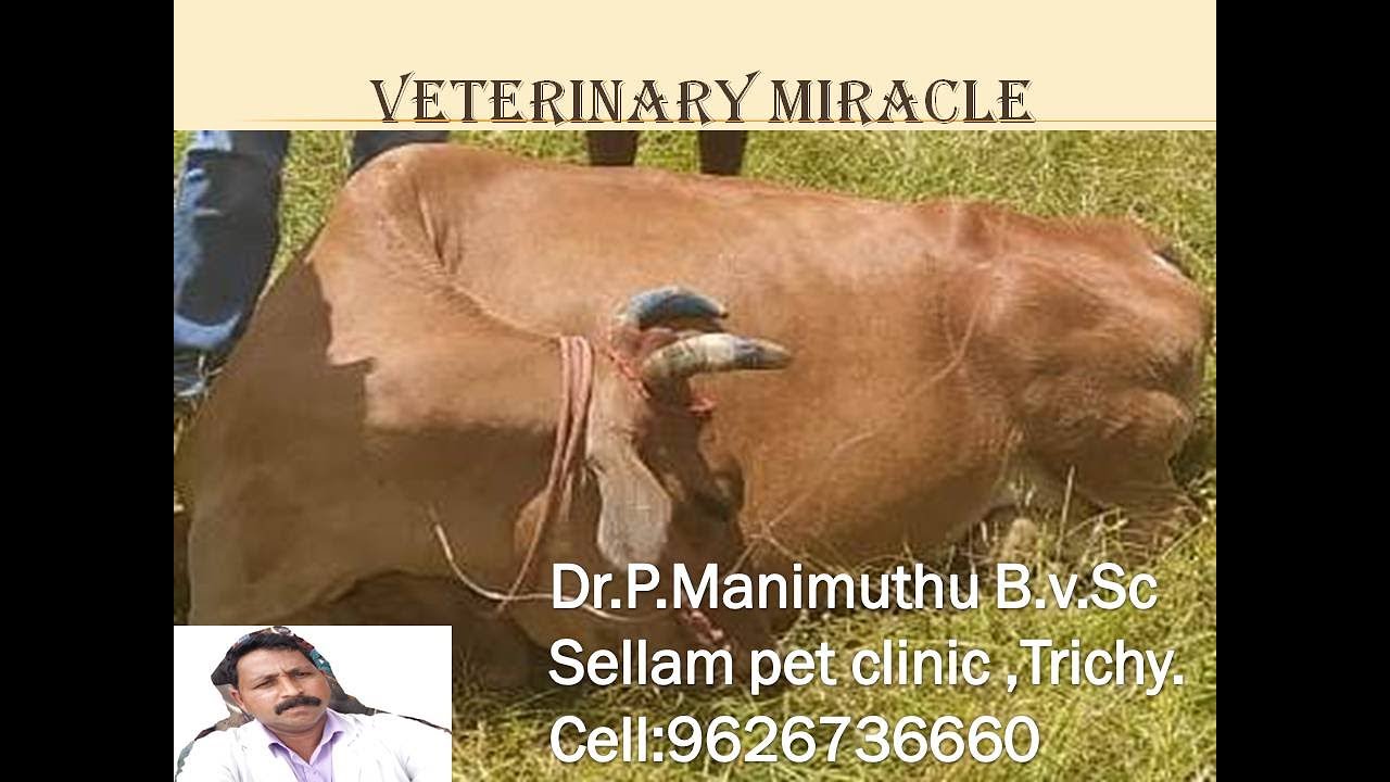 MILK FEVER TREATMENT IN COW (VETERINARY MIRACLE) - YouTube