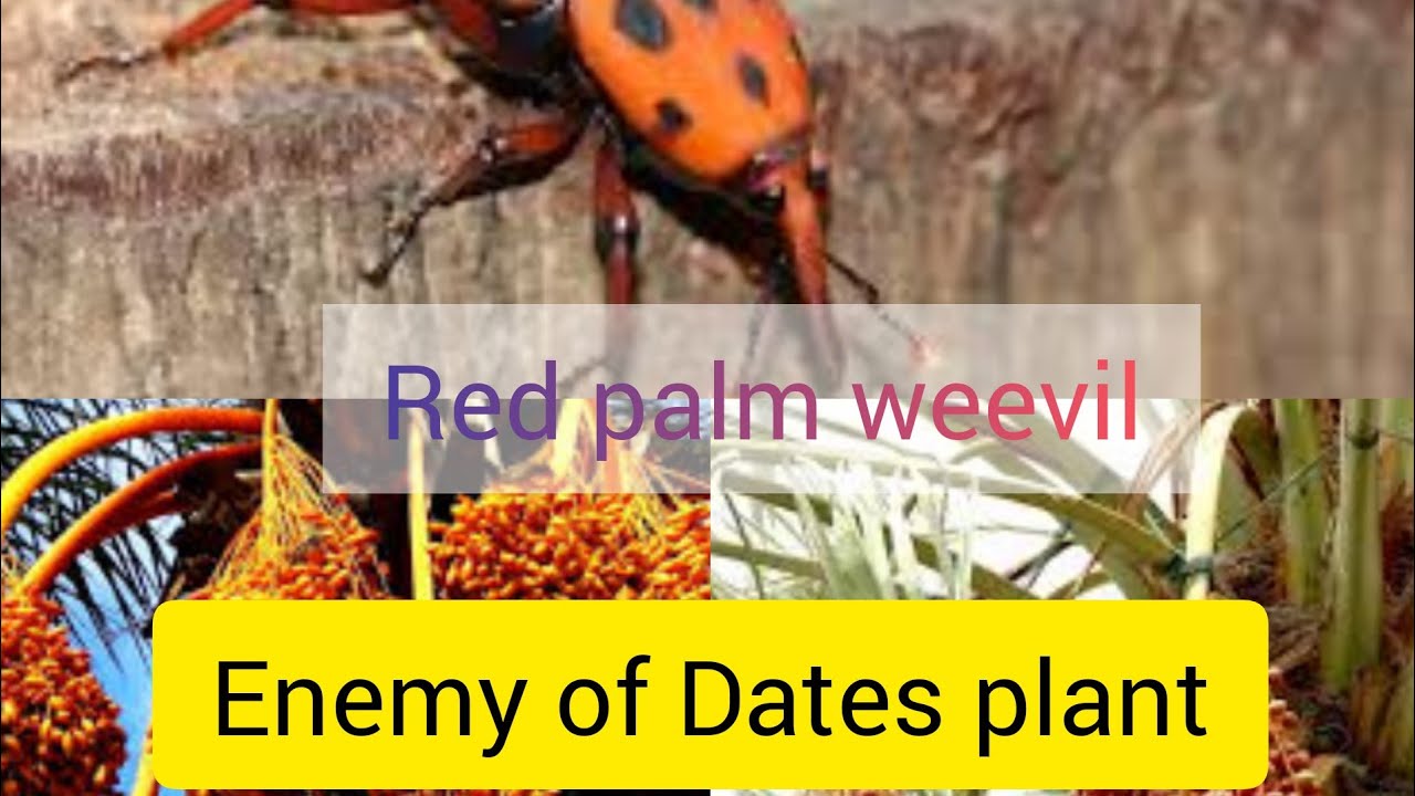 Red palm weevil attack on date palm|Killer of Date palm|very dangerous ...