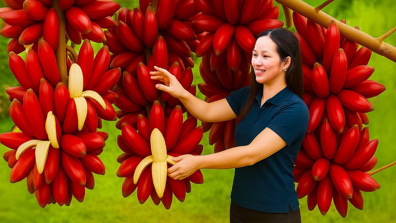 Harvesting Rare Giant Red Bananas – Sold Out Completely at the ...