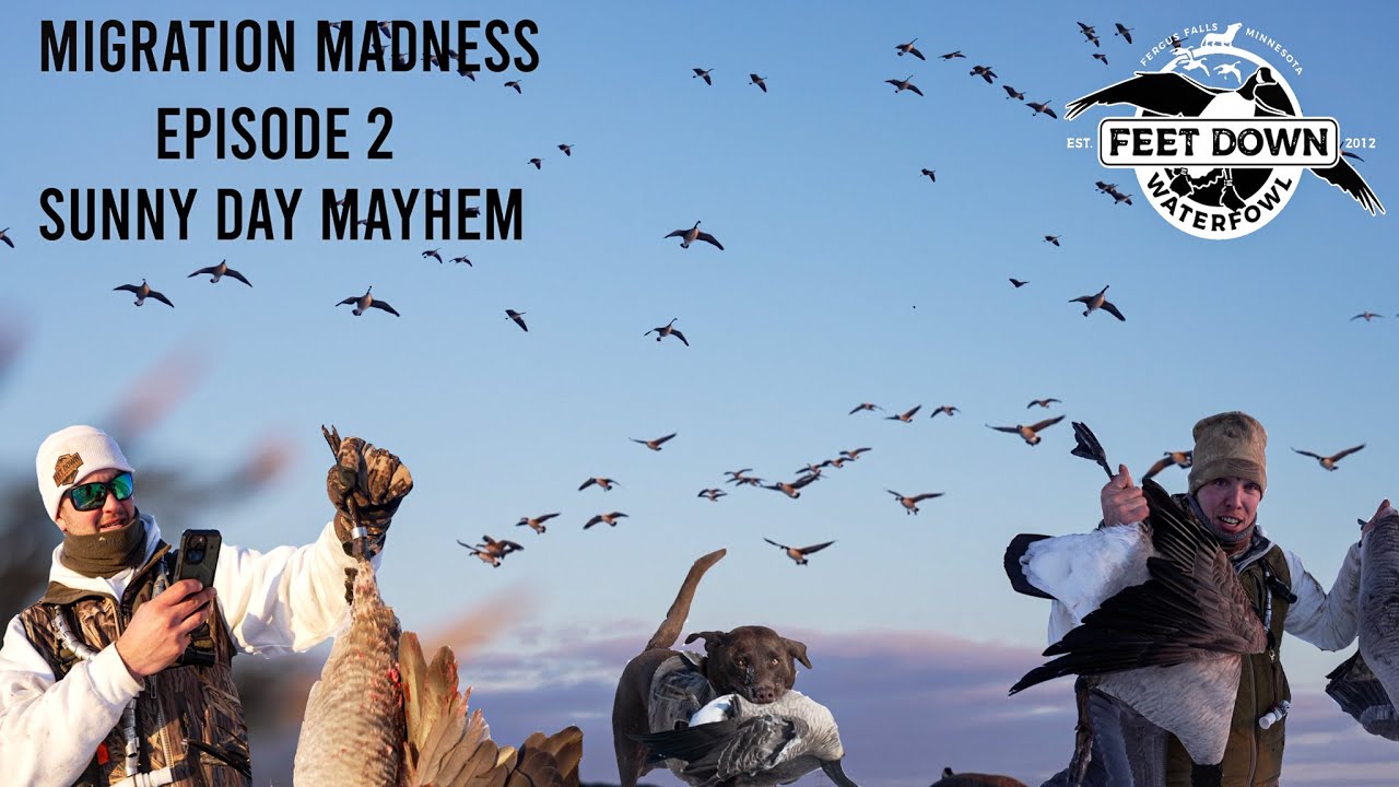 Migration Madness Episode 2 - Sunny Day Mayhem ( FeetDown Waterfowl ...