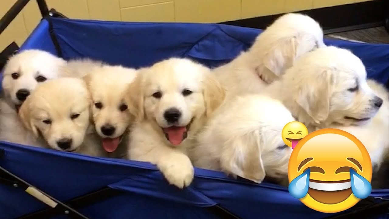 You will LAUGH SO HARD that YOU WILL FAINT - FUNNY DOG compilation 🤣🤣🤣 ...