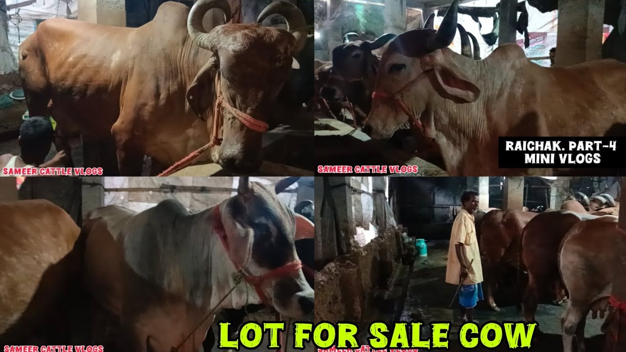 LOTT FOR SALE COWS COLLECTION SEASON 2025 RAICHAK PART-4 KOLKATA COW ...