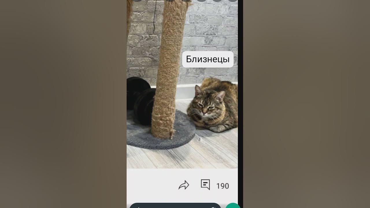 какой ты котик или собачка по знаки зодиака из саня шоу Youtube