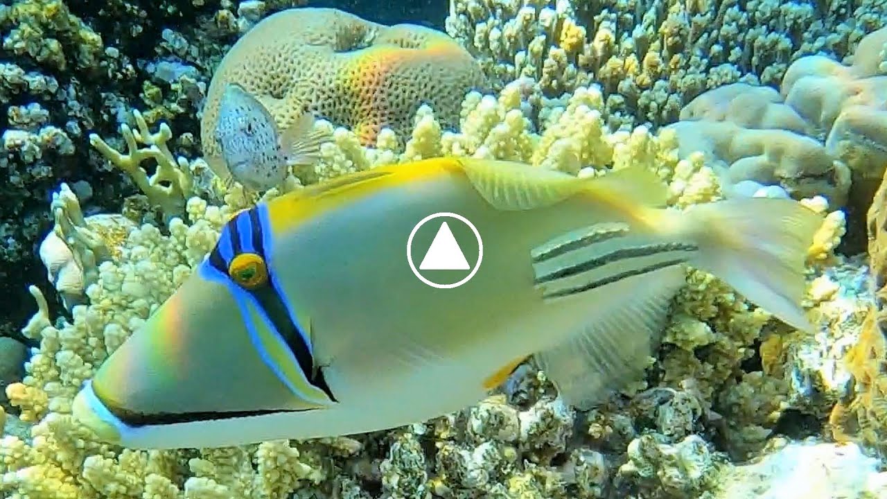 Baliste Picasso et poisson épervier à tête ponctuée de mer rouge - YouTube