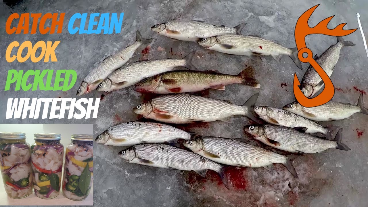 Catch Clean and Cook - Pickled Whitefish - YouTube
