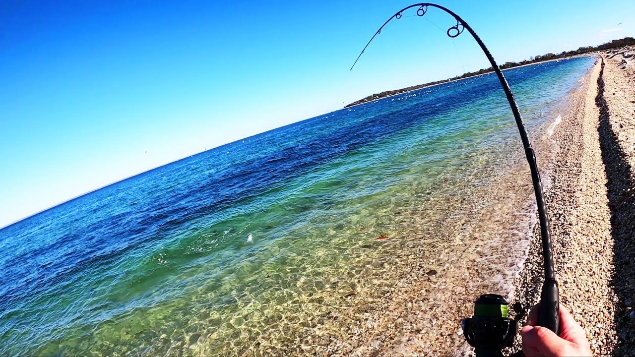 Thousands of Fish Against Beach in Crystal Clear Water! - YouTube