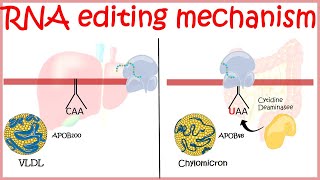 RNA editing | mRNA editing mechanism | eukaryotic rna p... | Doovi