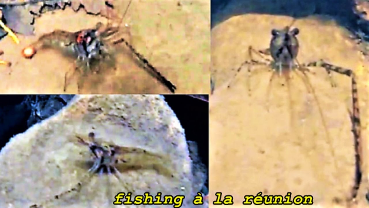 Crevette D'eau Douce chevrette Grand Bras ou crevette des montagne 974 ...