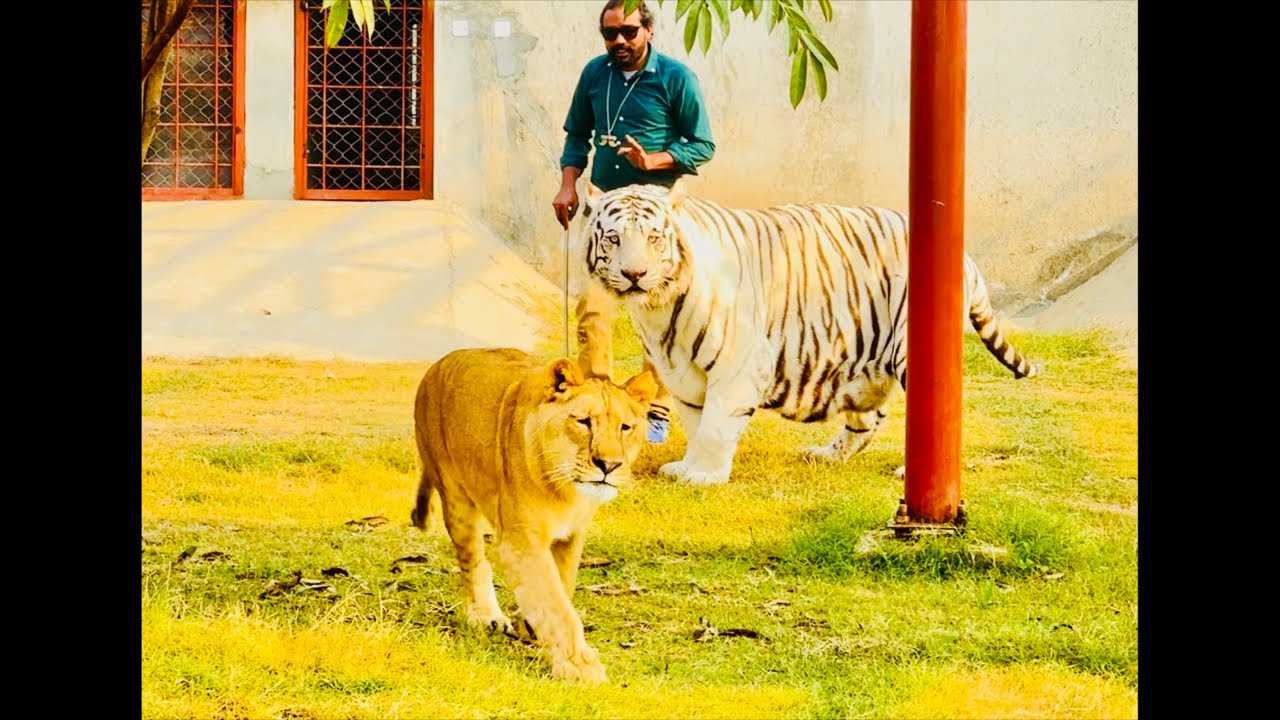 Animal Lover Wild Animal trainer |Asifsherowala| |Pakistani| Shero ka ...
