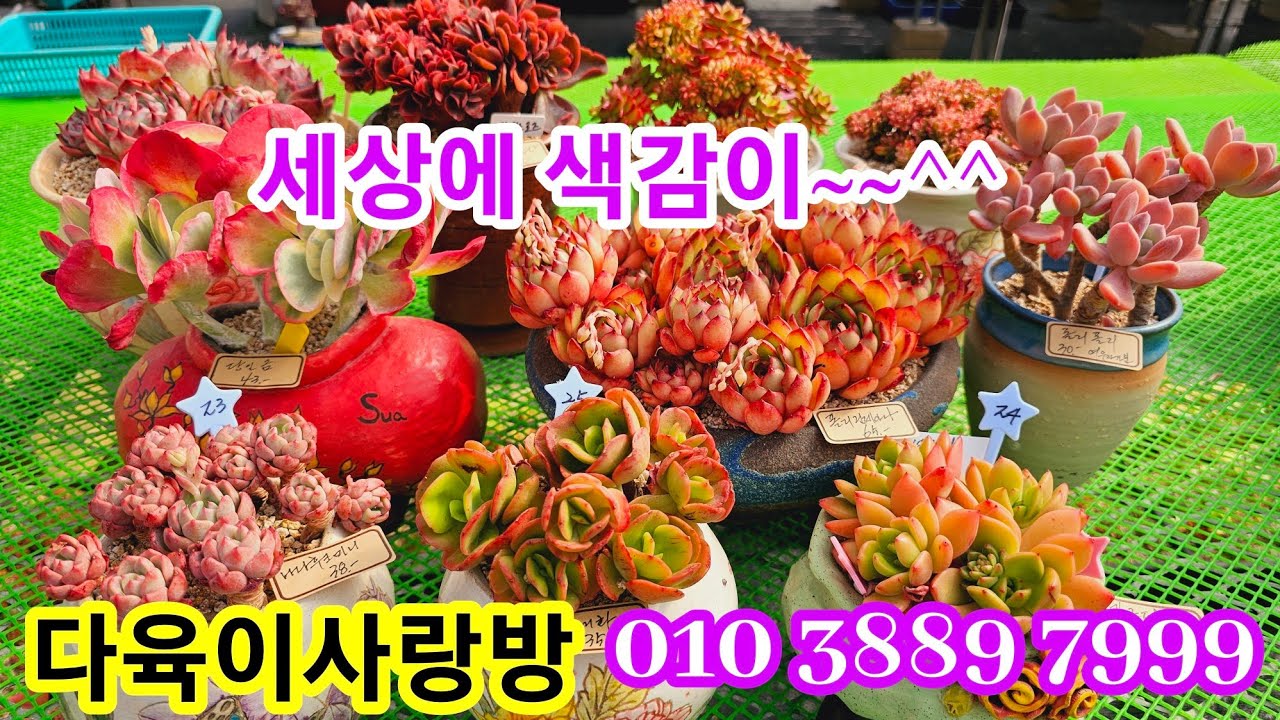다육이사랑방🤩와💥색감이환상플로리디티파피스로즈철화블루엘프롤리폴리당인금춥스레티지아매직쨈보수프릴수연💥23417