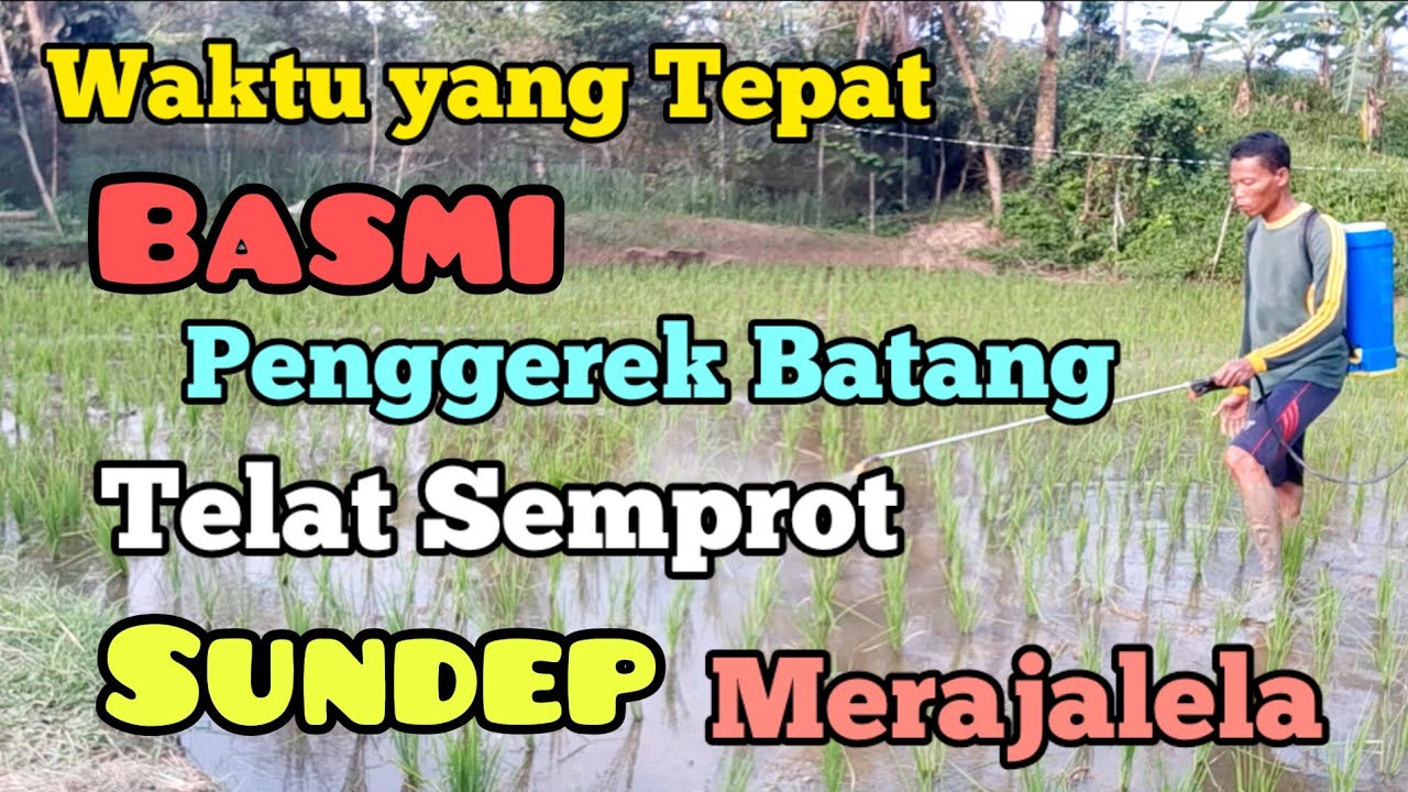 Awas Terlambat... Lakukan ini Agar Padi Bebas dari Sundep. Cara ...