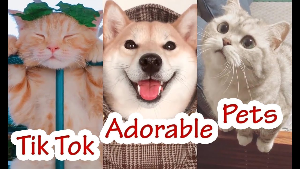 Adorable Pets - Videos Funny Tik Tok Animal #4 - YouTube