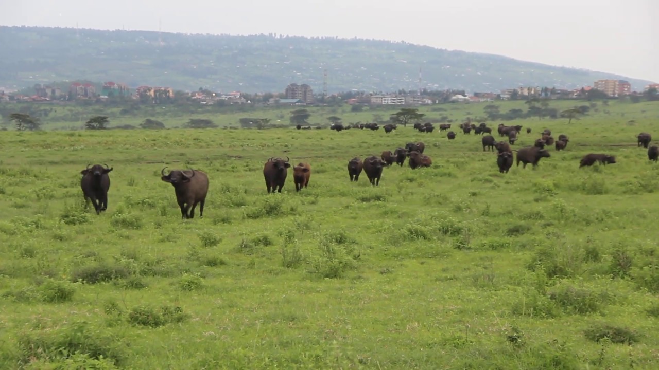A herd of cape buffalo chasing two adult male lions pt 2. - YouTube