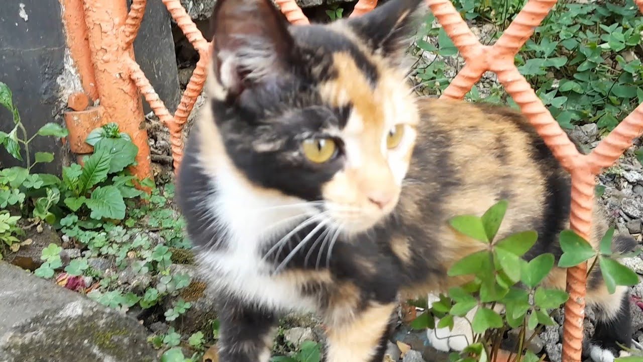 meowing funny - funny moment cat - compilation meowing - part 47 - YouTube