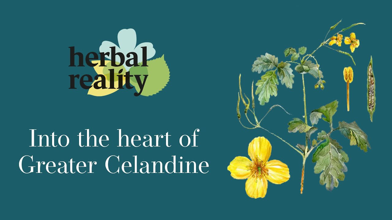 Greater Celandine Medicinal Uses In Hindi