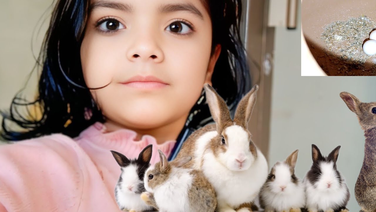 Rabbit k baby aira Mini Bird Zooo Mine #aira #shehrmaindihat # ...