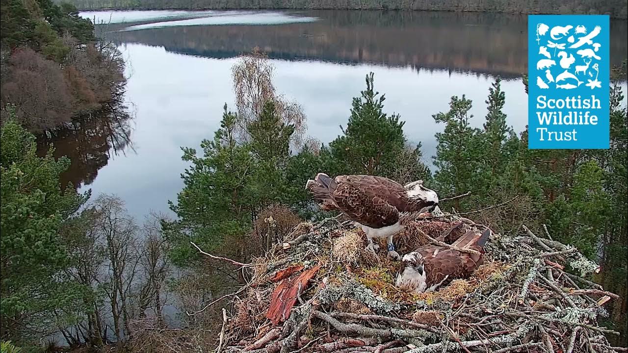 NC0 Gets Her Revenge- Loch of the Lowes osprey webcam (2021) - YouTube