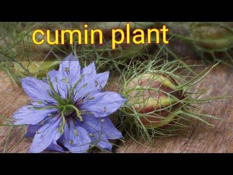 best time to grow cumin plant with cumin at home. Zeera/Jeera grow at ...