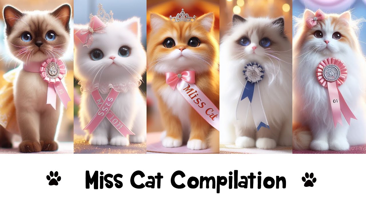 Miss Cat Compilation | AI Meowmie #aicat #cat #cute #MissCat #catlover ...