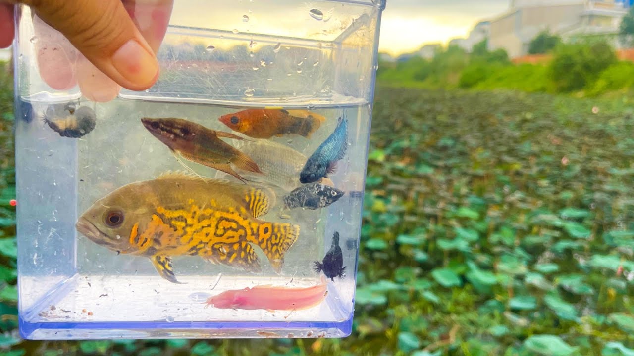Amazing Catch and raise cute fish in Cambodai rivers Green spotted ...