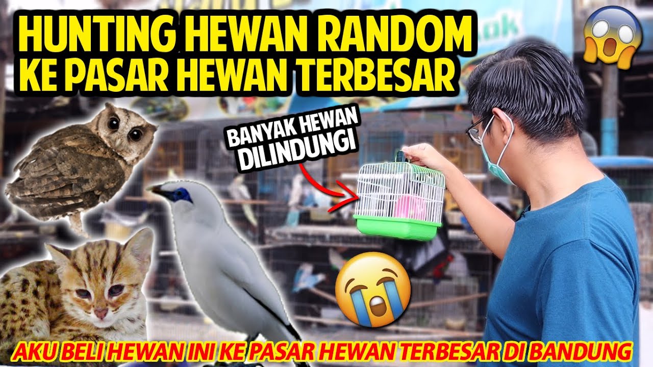 HUNTING HEWAN RANDOM KE PASAR HEWAN TERBESAR DI BANDUNG! BANYAK HEWAN ...