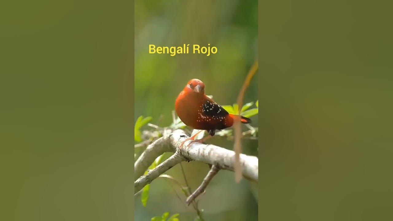 Bengal Rojo Amandava Amandava lovebird YouTube bengal-rojo-amandava-amandava-lovebird-youtube