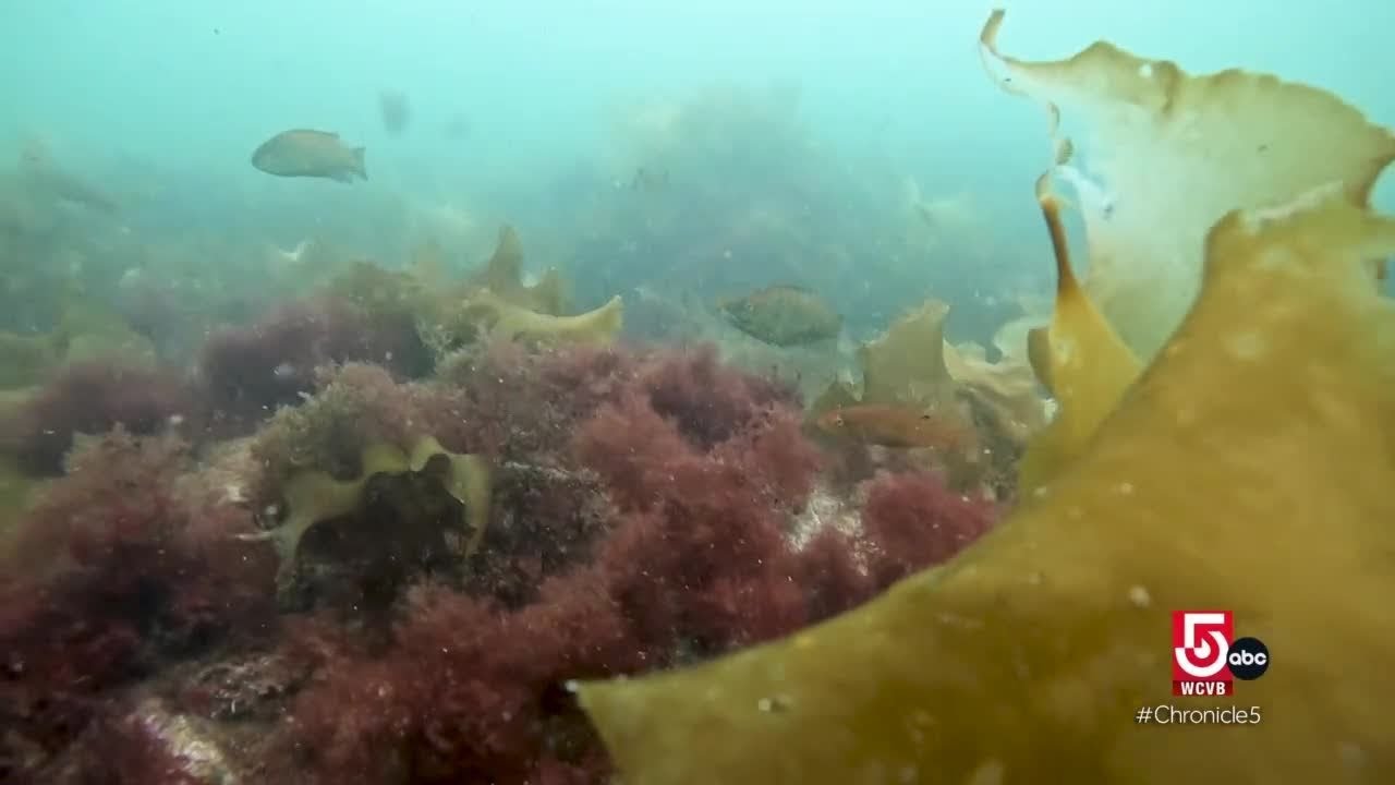 Invasive seaweed threatens the Gulf of Maine - YouTube