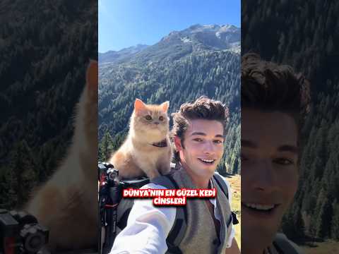 En güzel kedi cinsleri