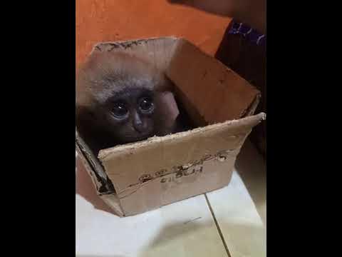 Java Monkey so cute | Bayi Lutung Jawa yg imut 😍 - YouTube
