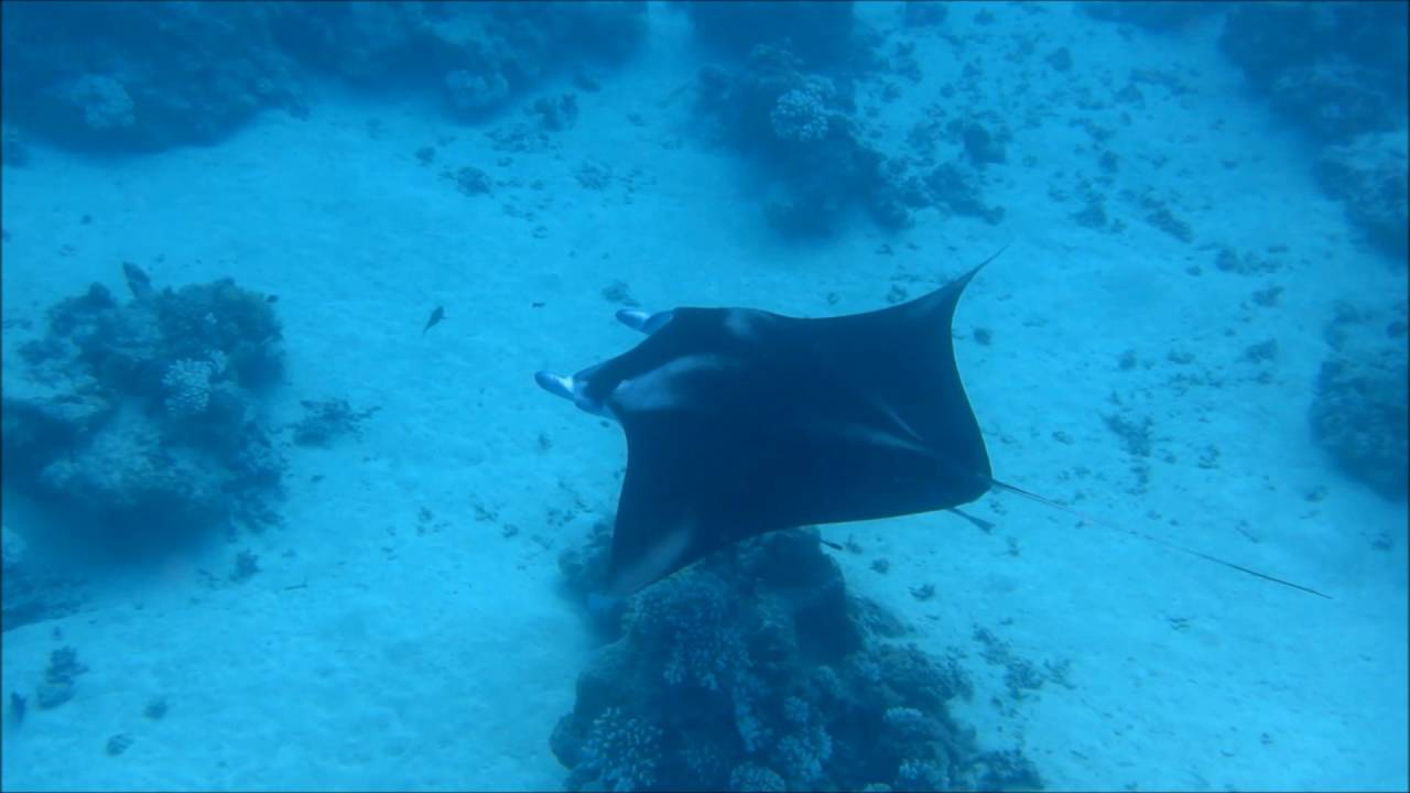 Manta Ray & Eagle Ray Movie (May 2016) - YouTube