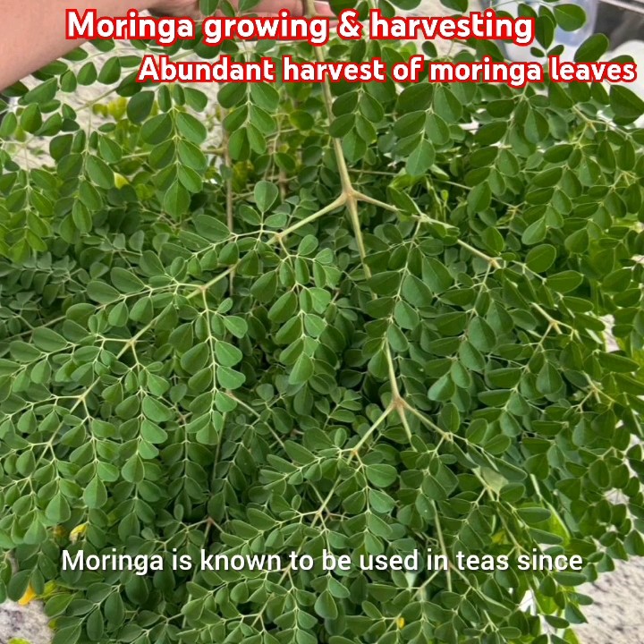 Growing moringa tree & harvesting/ health benefits of moringa/ Tips to ...