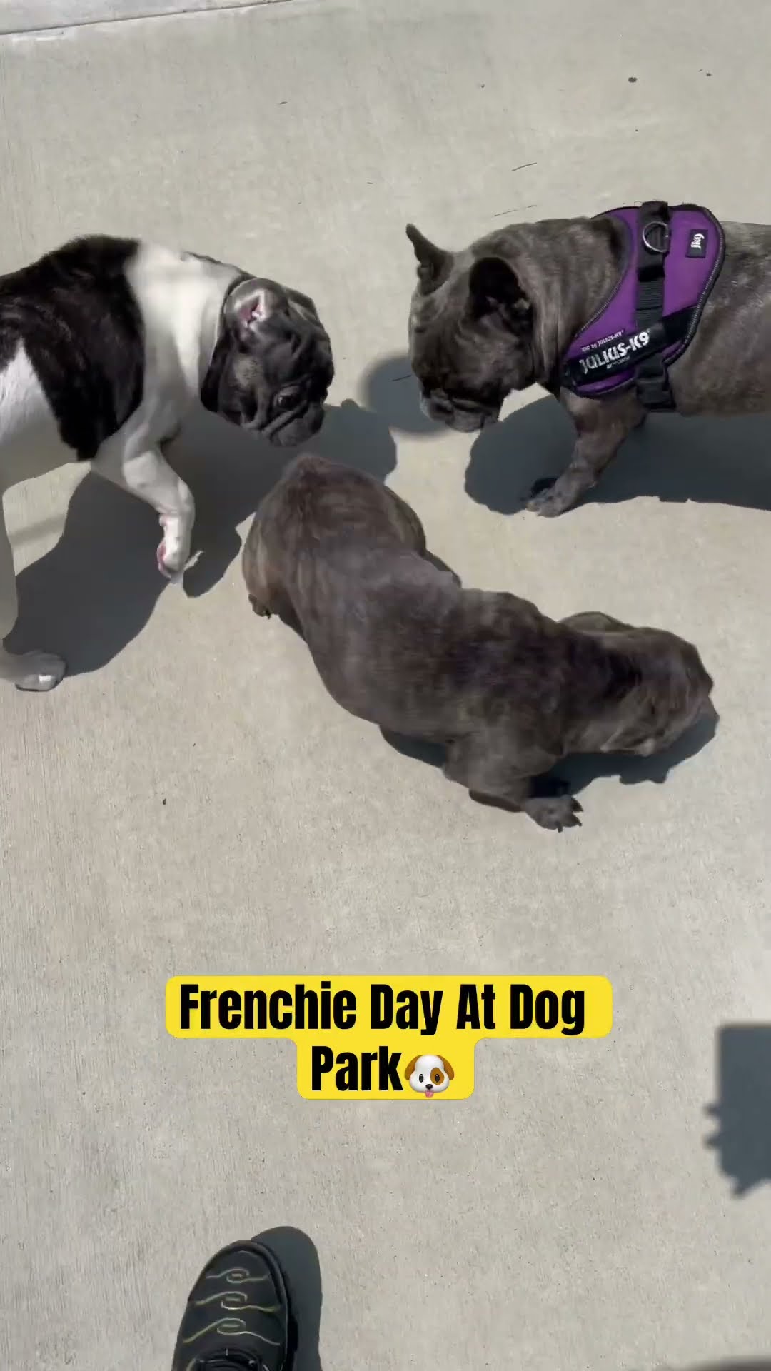 Frenchie Day At Dog Park 🐶 #youtube #shorts #viral #funny #frenchie ...