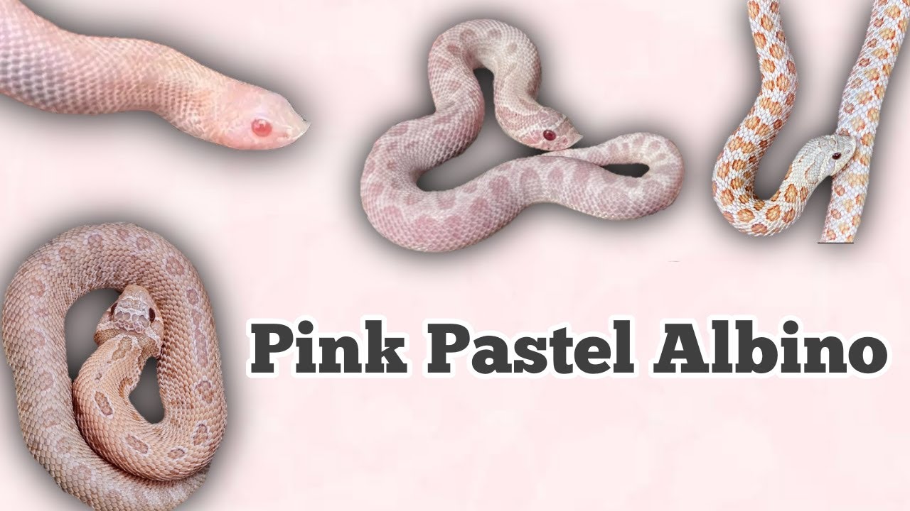 Pink Pastel Albino (PPA) Morph Combinations in Hognose Snakes - YouTube
