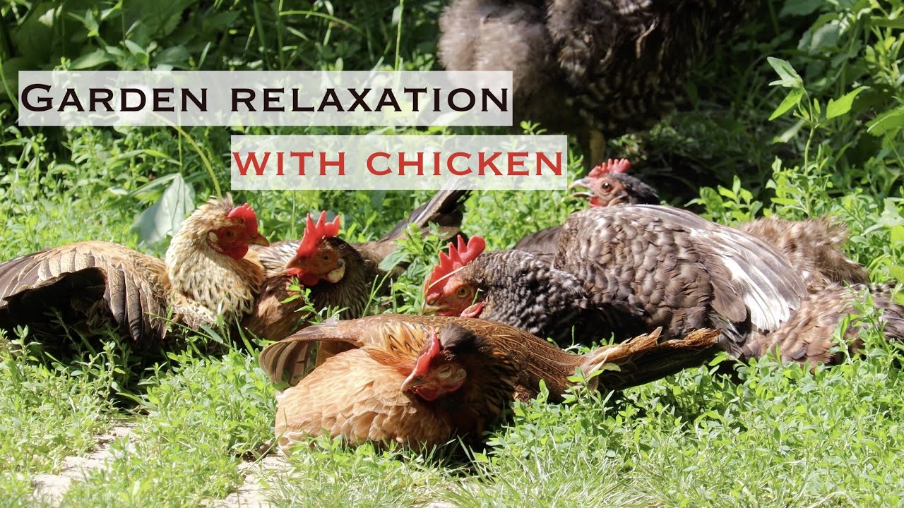 4K Garden relaxation with sleepy chickens - YouTube