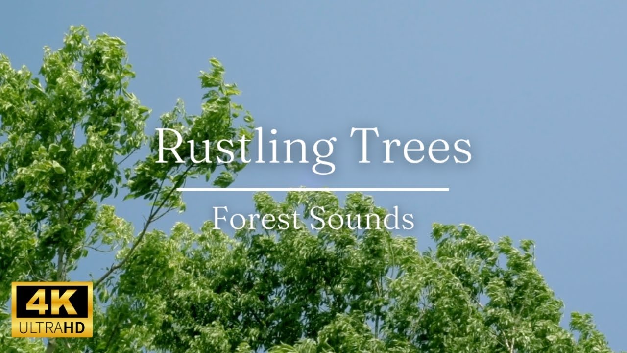 Relaxing Nature Sounds for Serenity: Rustling Trees in the Wind with ...