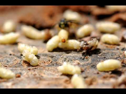 Wasp eating larvae - YouTube