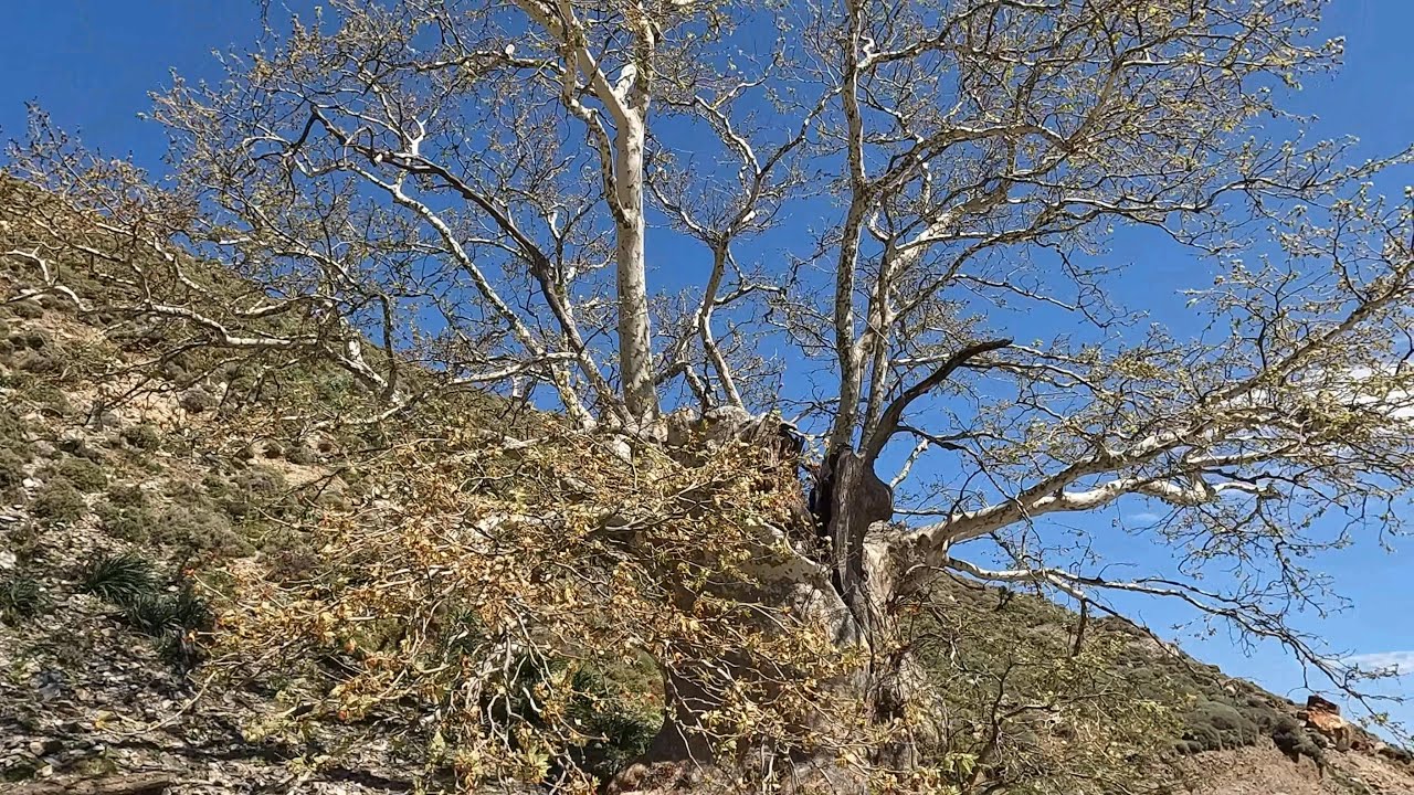 a miracle of nature, a plane tree over a 1000 years old, far above the ...