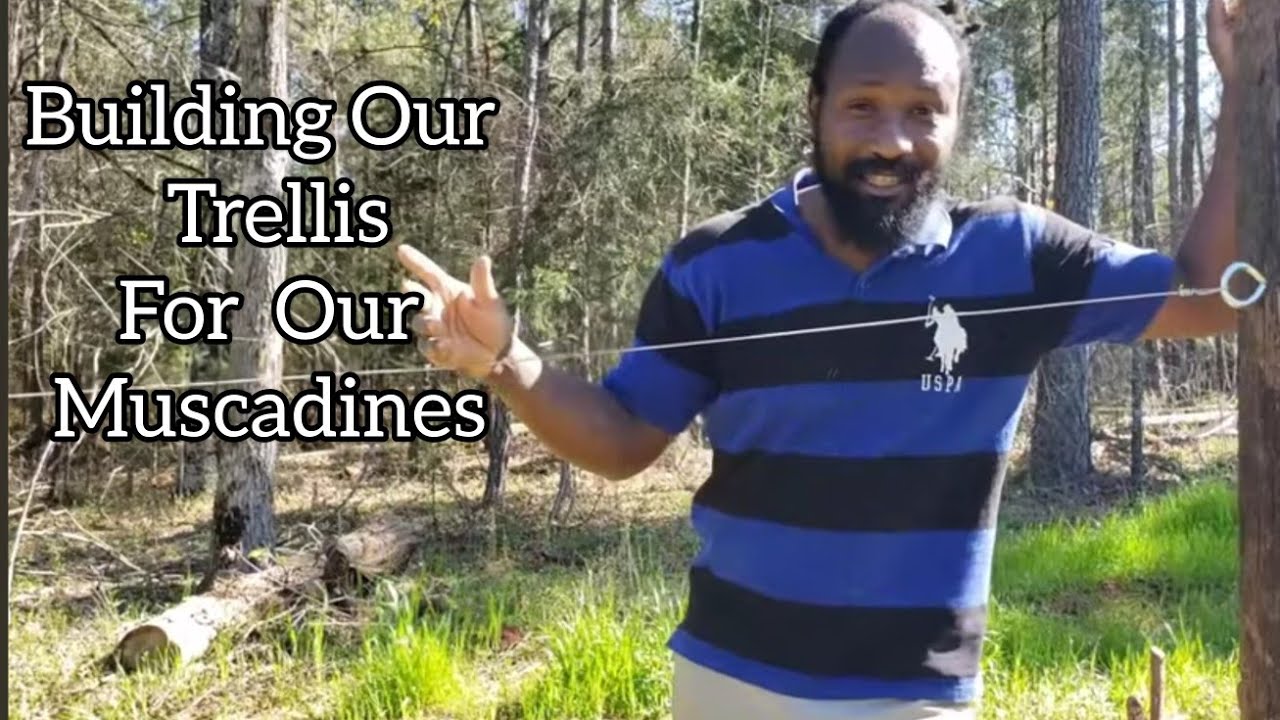 Building Our Muscadine Trellis| Installing the Wire to Support The ...