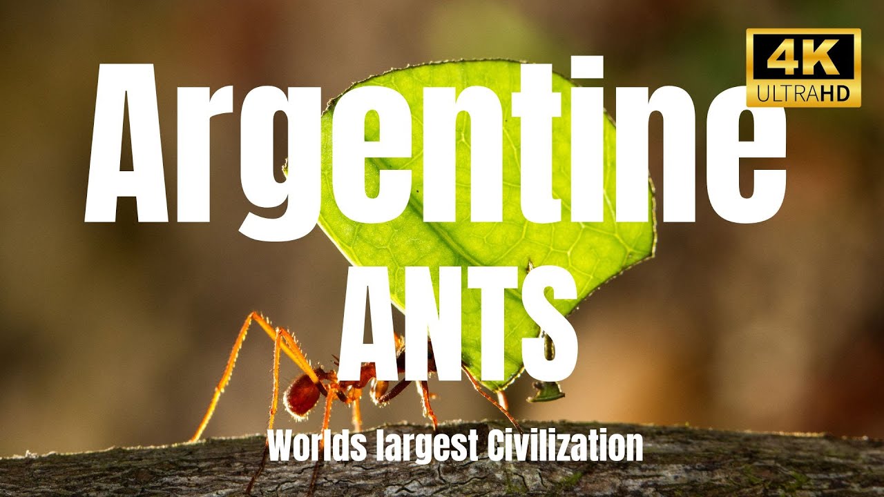 Exploring the Amazing World of Argentine Ants: Inside a Super Colony ...