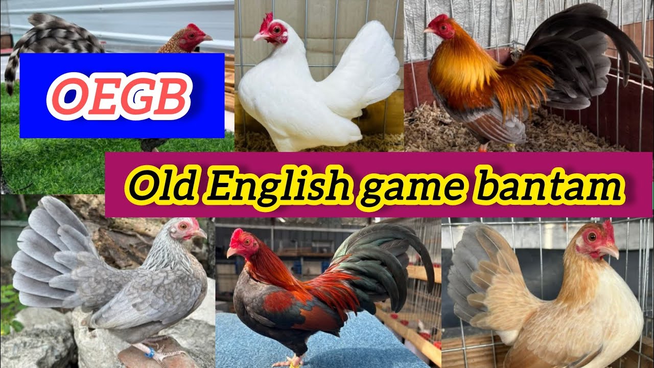 Old English game bantam chickens || game bantam || oegb || bantam ...