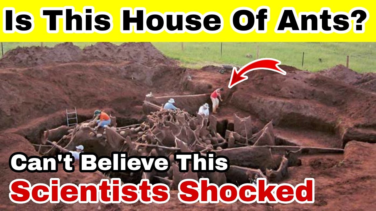 Crazy Science Used In: Ants Colonies (Facts and Information) - YouTube