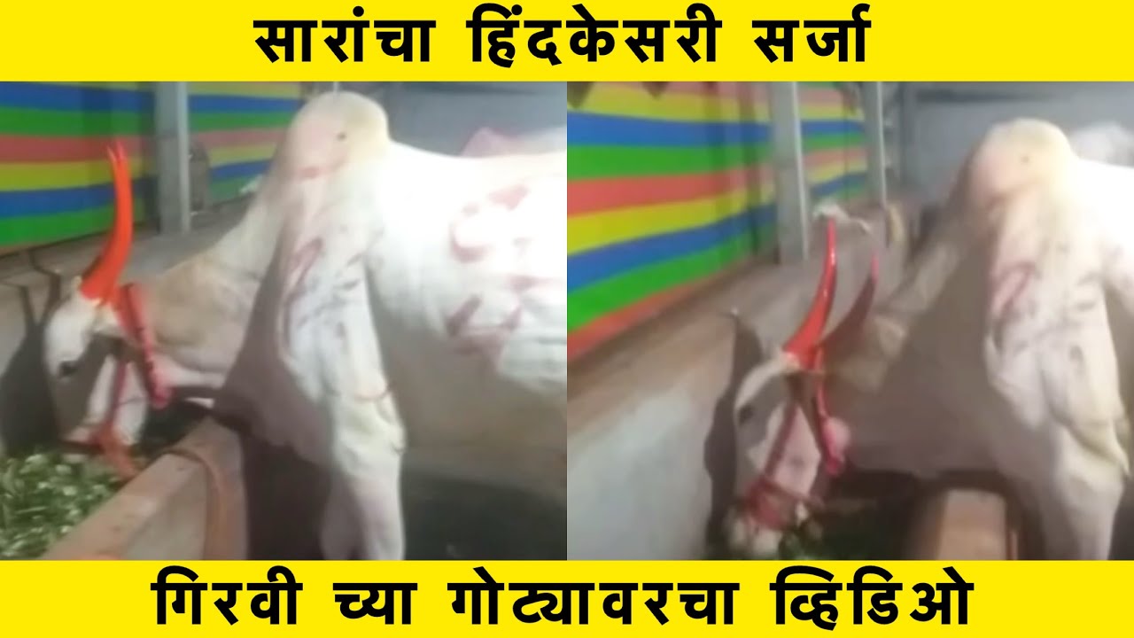 हिंदकेसरी सर्जा 🔝🚀🌪️ // hindkesari sarja // bailgada sharyat - YouTube