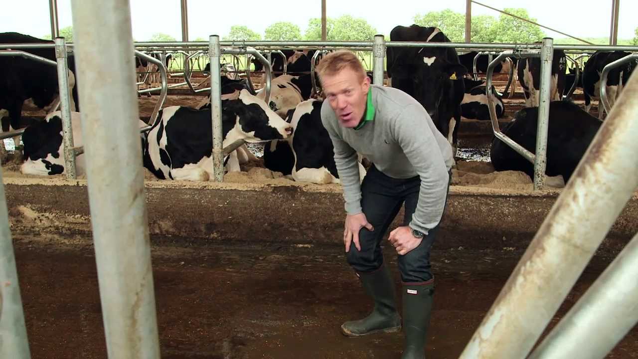 The life of cows - YouTube