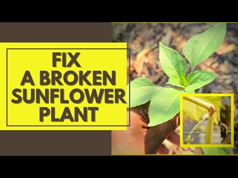 Can you fix a broken Sunflower plant? Hint YES!! And other Protection ...